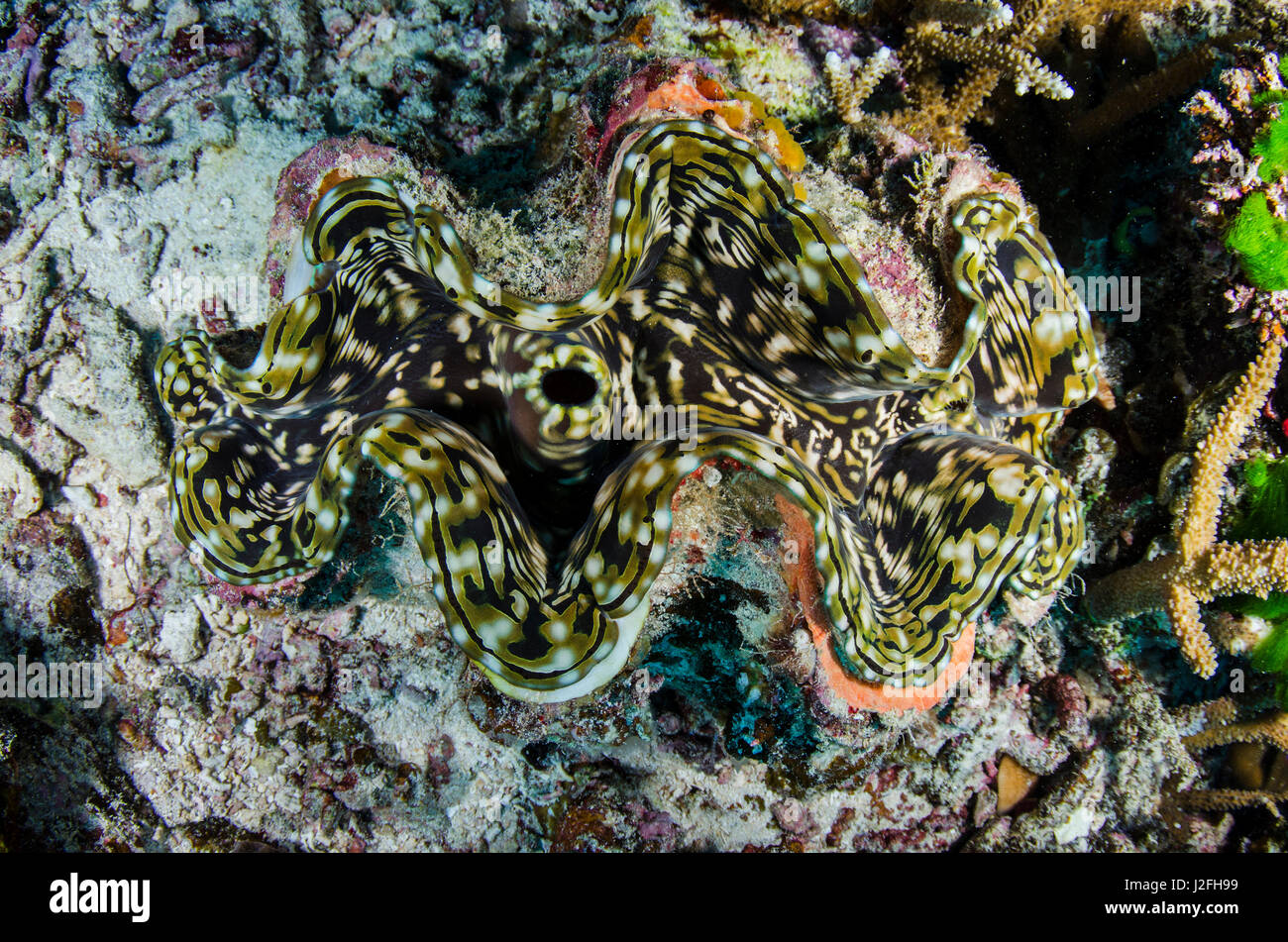 Giant Clam (Tridacna), Rainbow Reef, Fiji Stock Photo - Alamy