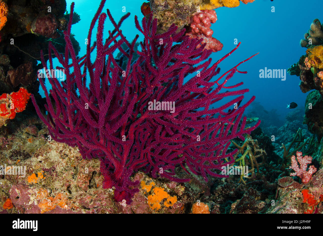 Gorgonian soft coral (Gorgonacea), Rainbow Reef, Fiji Stock Photo - Alamy