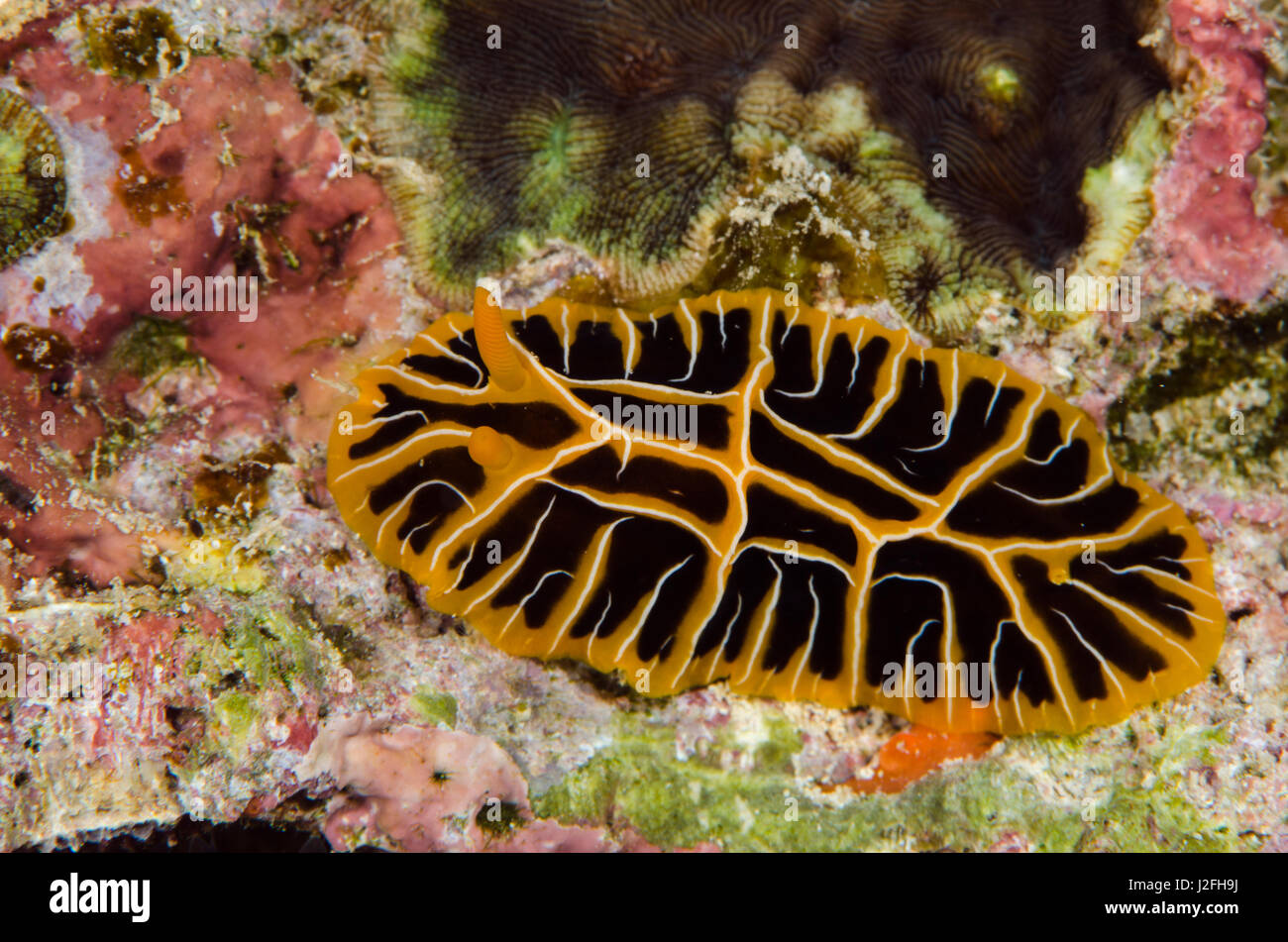 Halgerda Reticulidia (Reticulidia halgerda) Nudibranch, Rainbow Reef ...