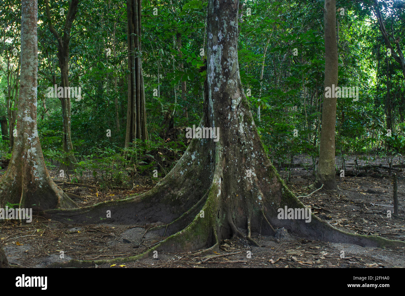 Ivi (Fiji chestnut) tree, Fiji Stock Photo - Alamy