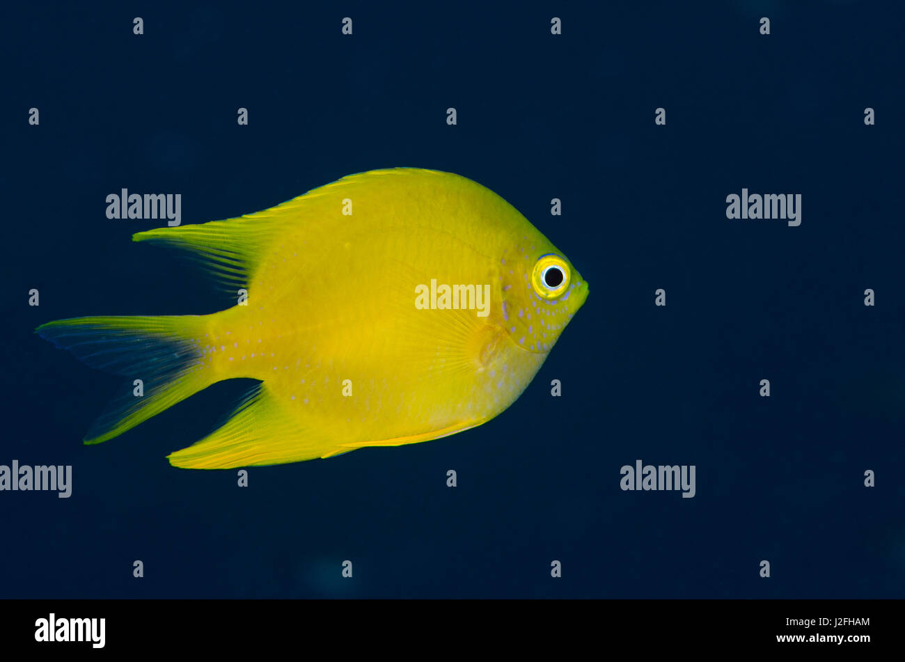 Lemon Damsel (Pomacentrus moluccensis), Rainbow Reef, Fiji Stock Photo ...