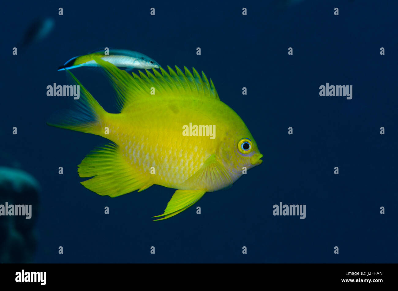 Lemon Damsel (Pomacentrus moluccensis), Rainbow Reef, Fiji Stock Photo ...