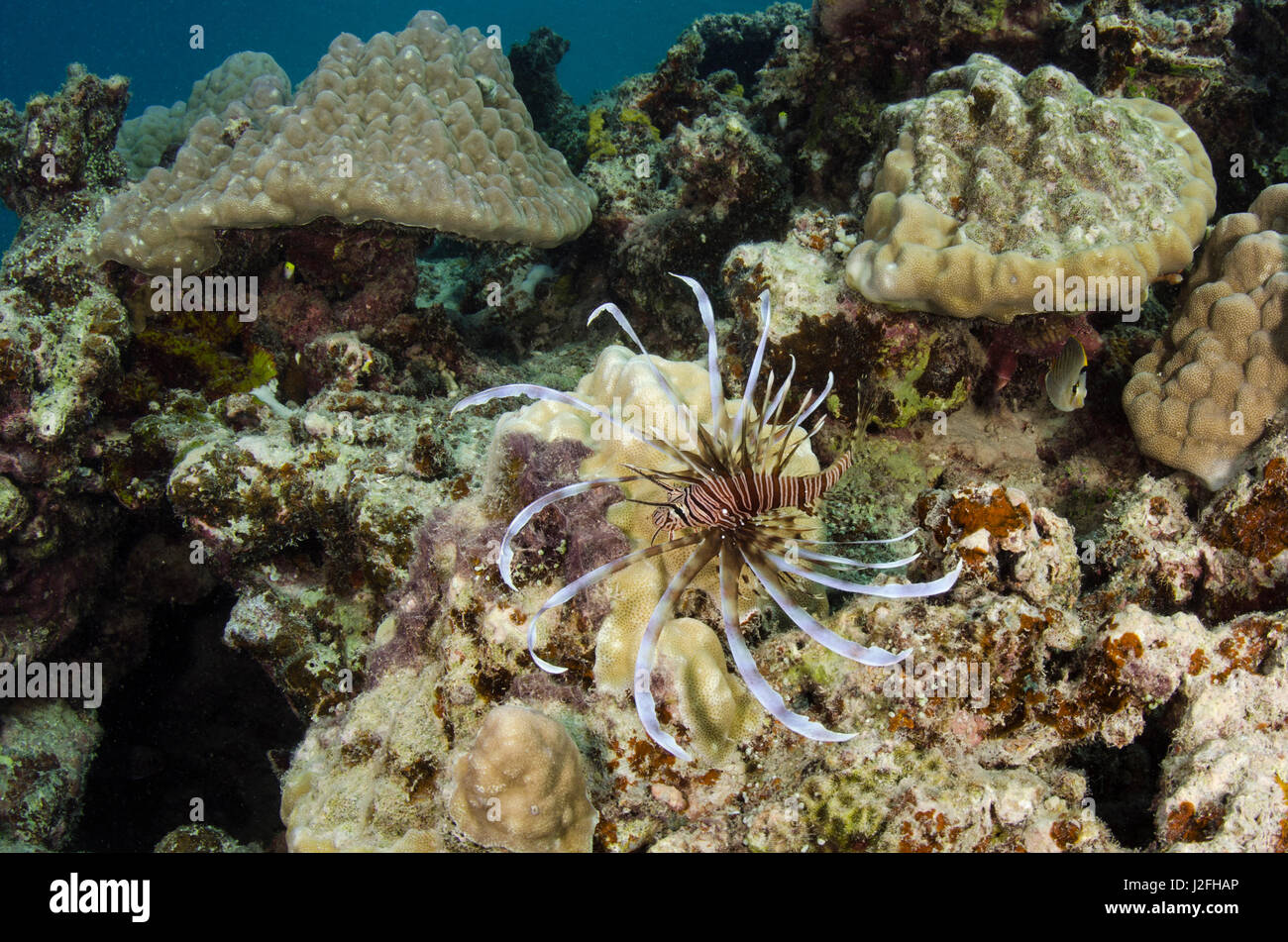 Lionfish juvenile, Rainbow Reef, Fiji Stock Photo - Alamy