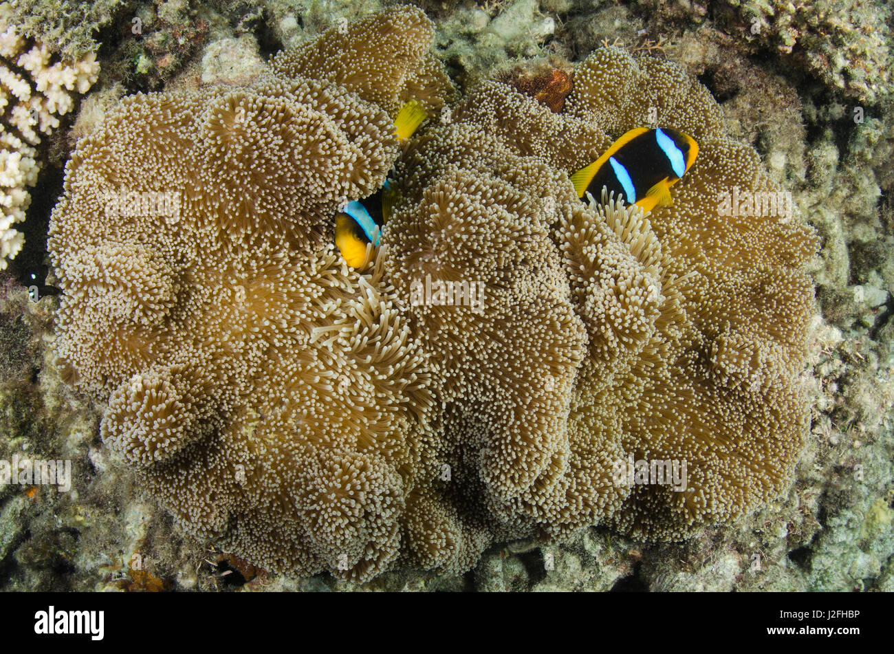 Orange-finned Anemone fish (Amphiprion Chrysopterus). Close to host ...