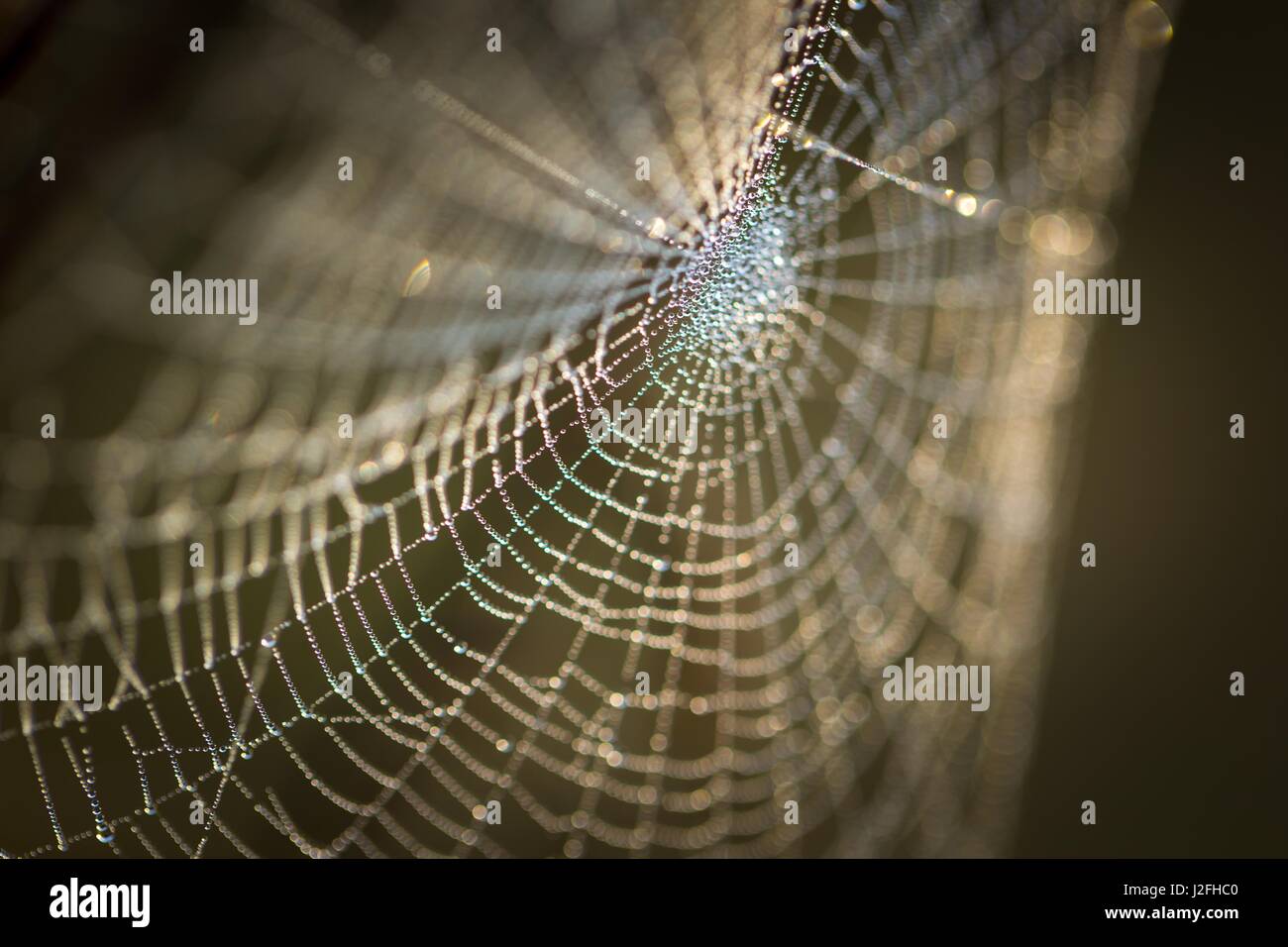 Spider web with dew droplets in big close up. Cobweb macro photographed ...