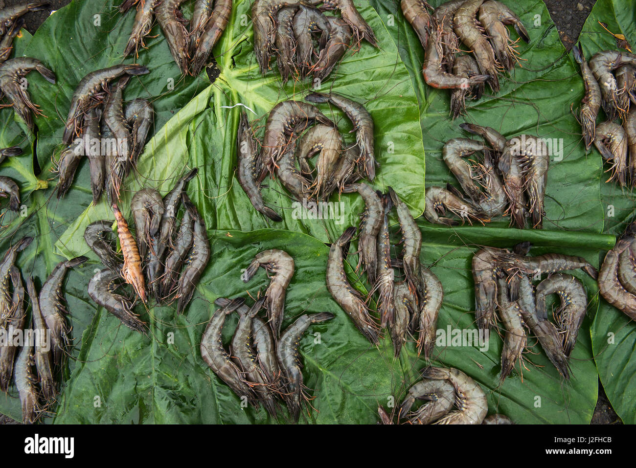 Prawns for sale, Suva Sea Food Market, Suva, Viti Levu, Fiji Stock ...