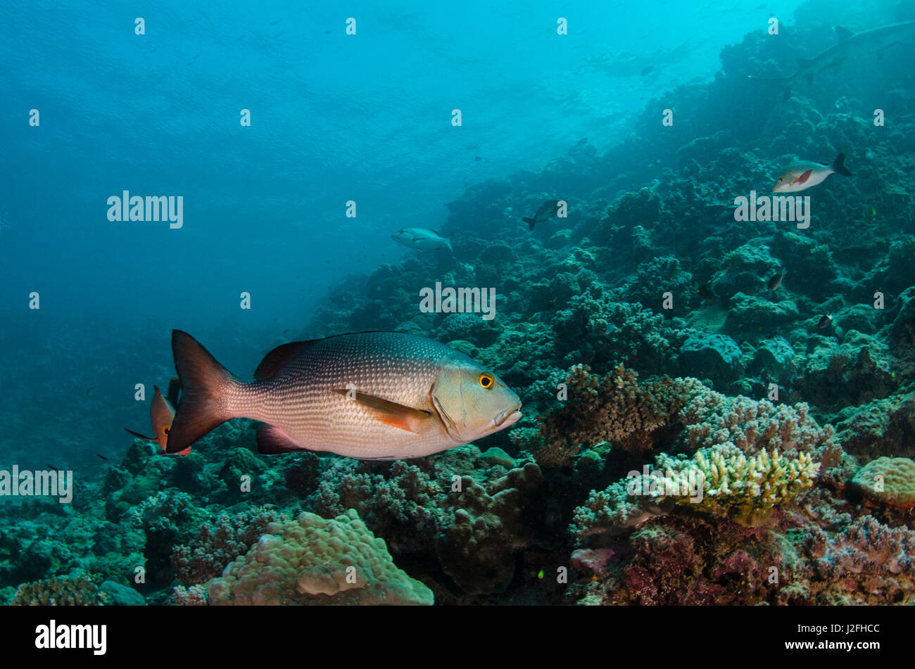 Red Snapper (Lutjanus bohar), In shallow water on coral reef, Benga ...
