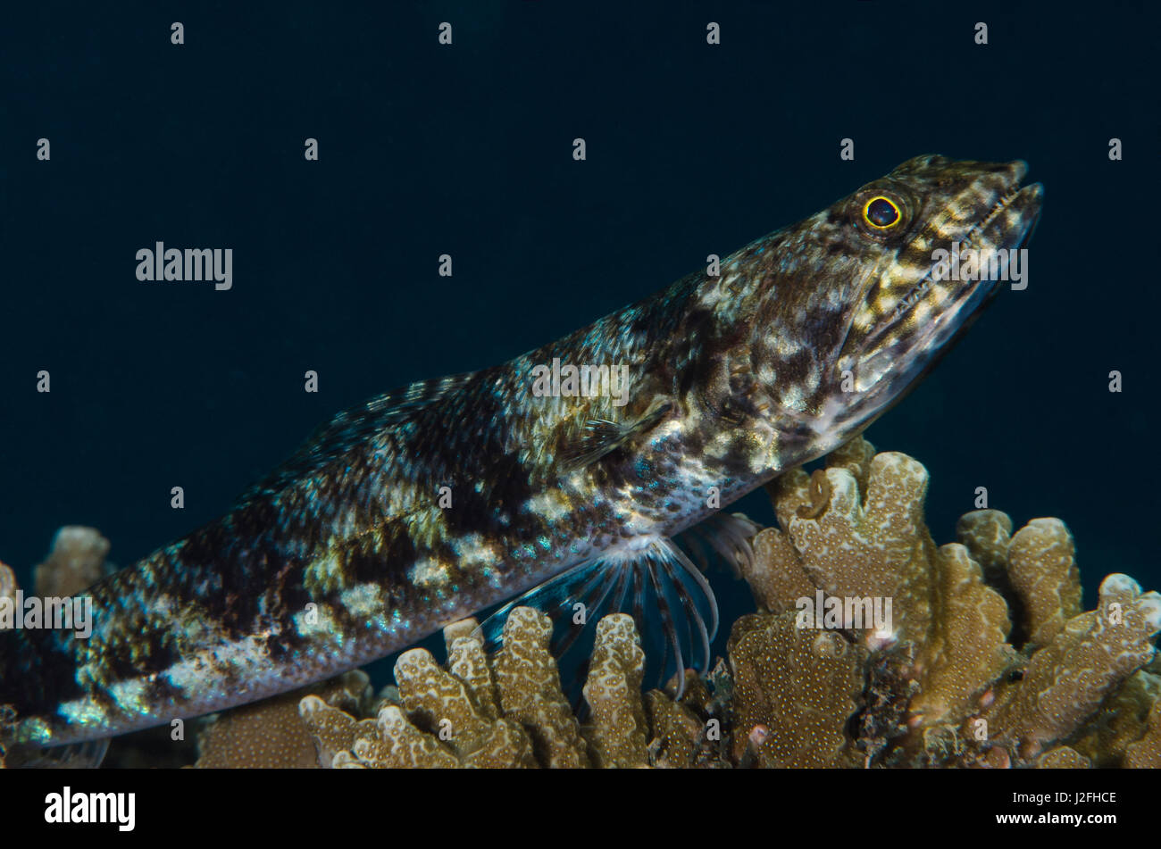 Reef Lizardfish (Synodus variegatus), Coral Reef, Koro Island Fiji ...