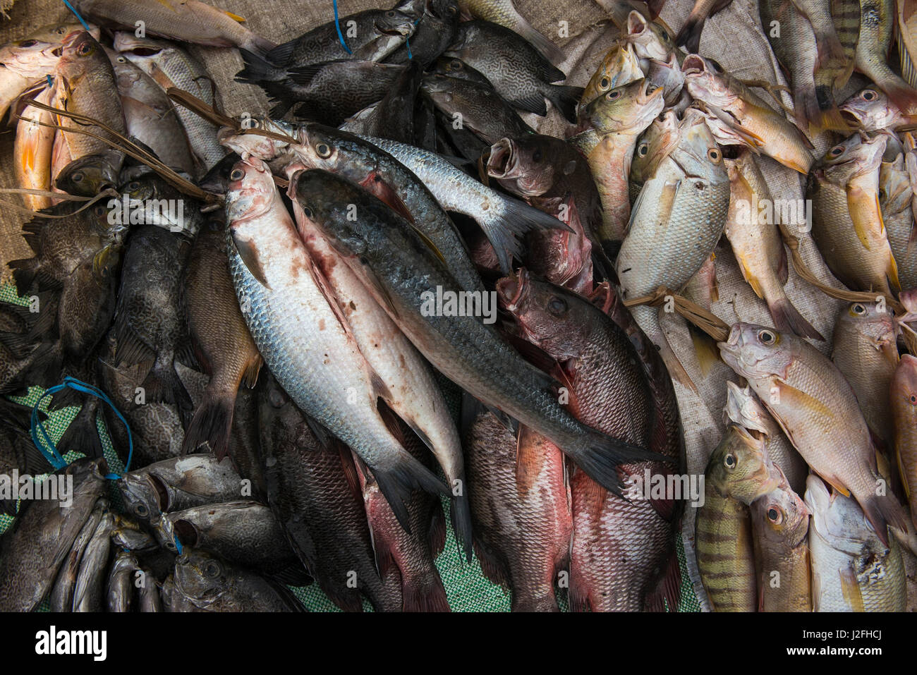 Fiji fish market hi-res stock photography and images - Alamy