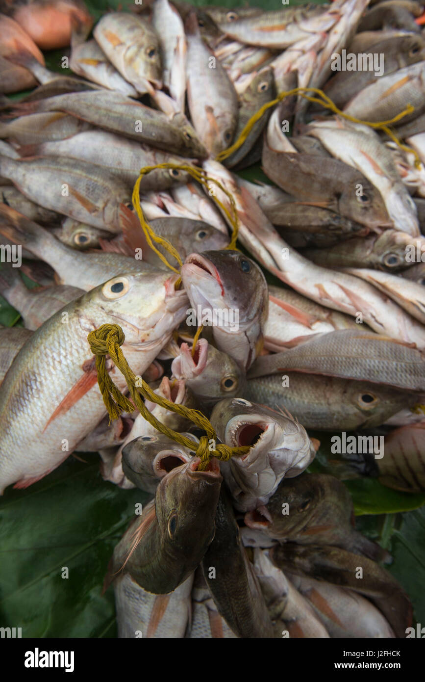 Fiji Fish Market High Resolution Stock Photography and Images - Alamy