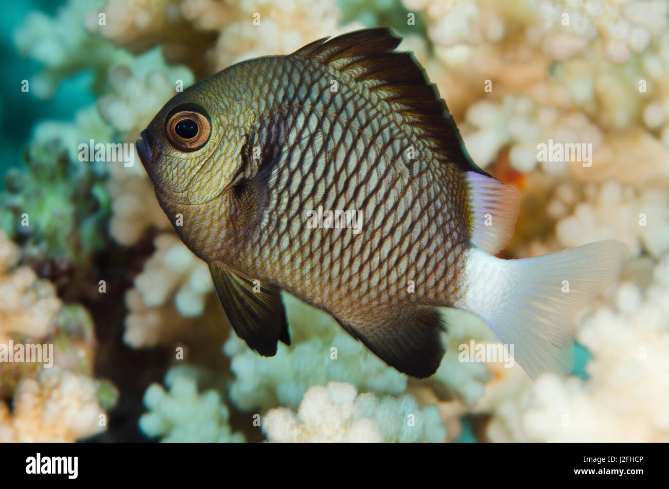 Reticulated Dascyllus (Dascyllus reticulatus), Rainbow Reef, Fiji Stock ...