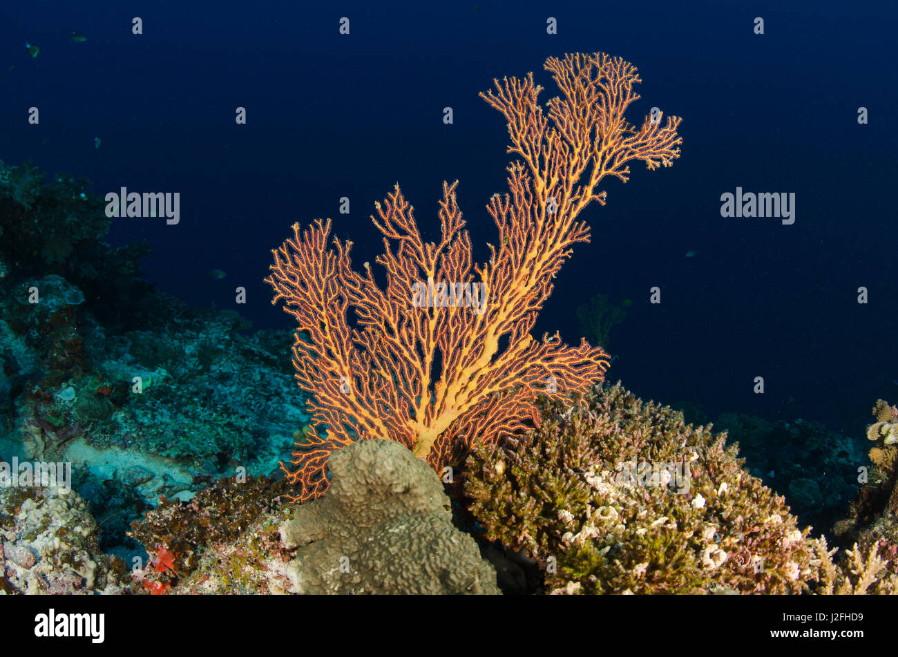 Sea Fan Gorgonia (Gorgonia), Rainbow Reef, Fiji Stock Photo - Alamy