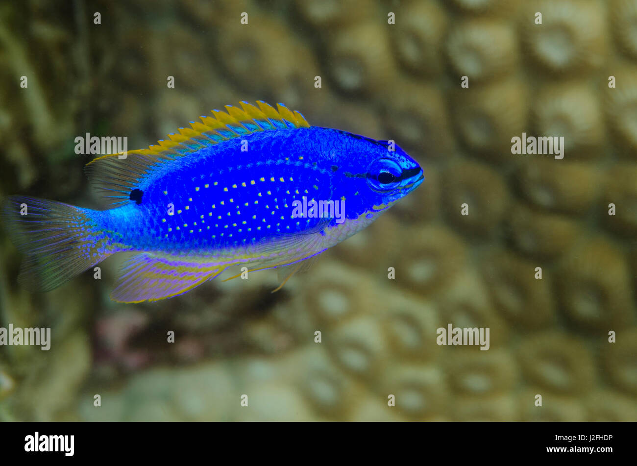 Chrysiptera Taupou High Resolution Stock Photography and Images - Alamy