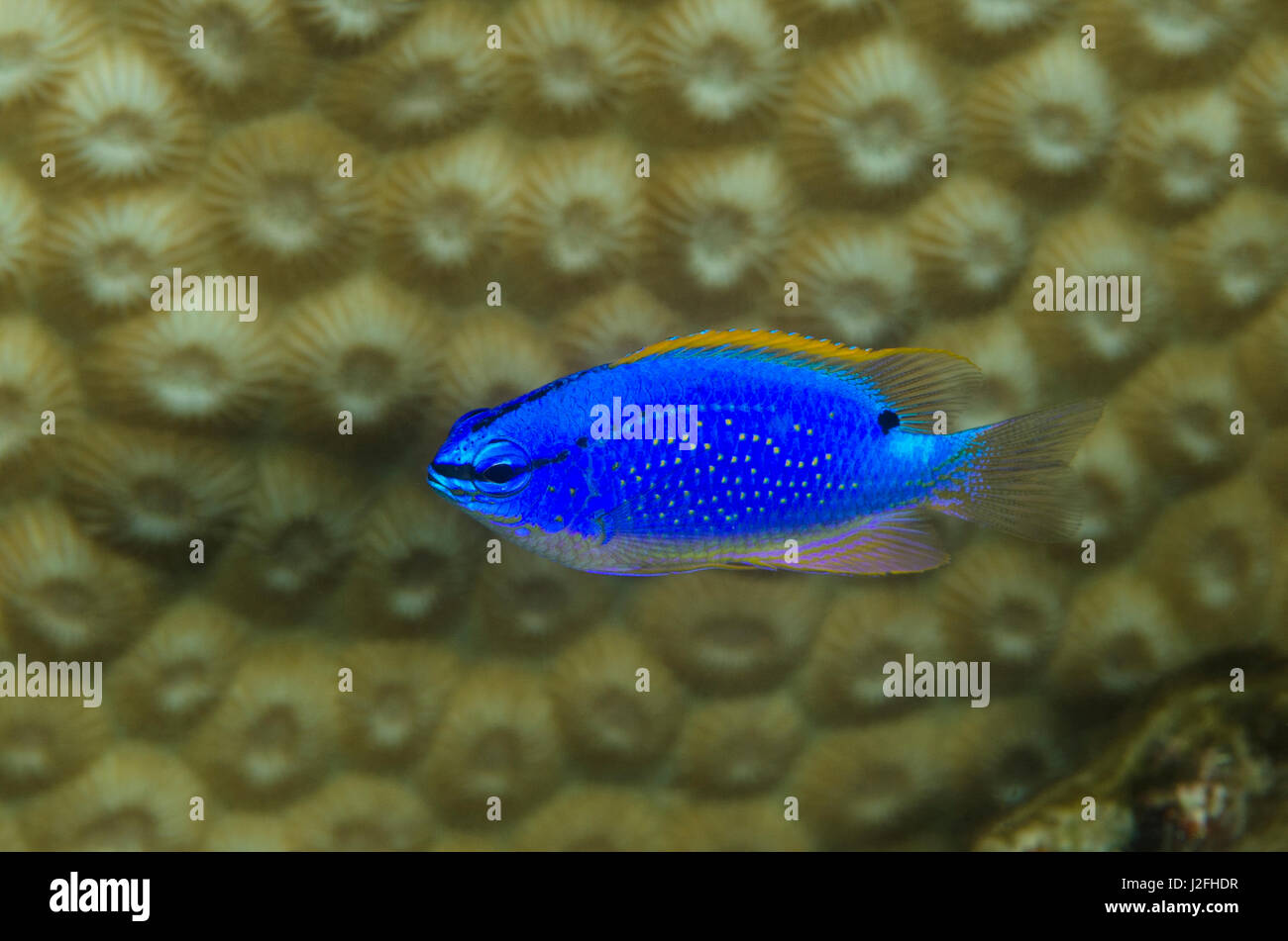 Chrysiptera Taupou High Resolution Stock Photography and Images - Alamy