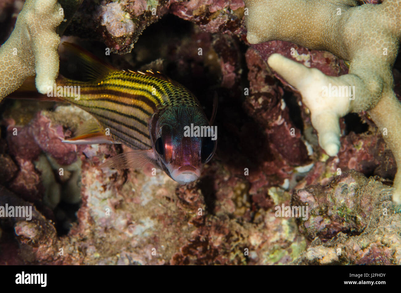 Spotfin Squirrelfish (Neoniphon sammara), Fiji Stock Photo - Alamy