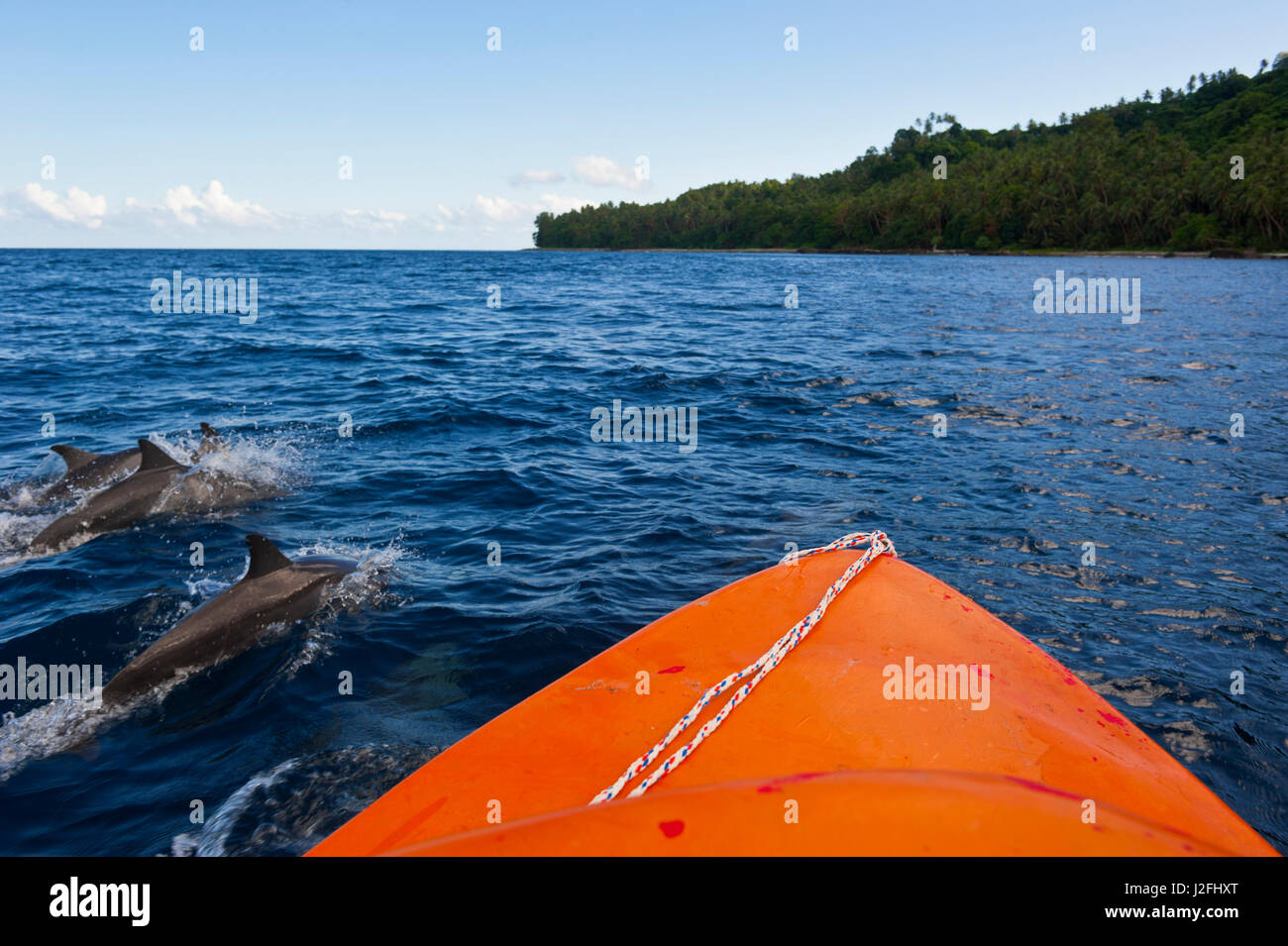 Solomon island dolphin hi-res stock photography and images - Alamy
