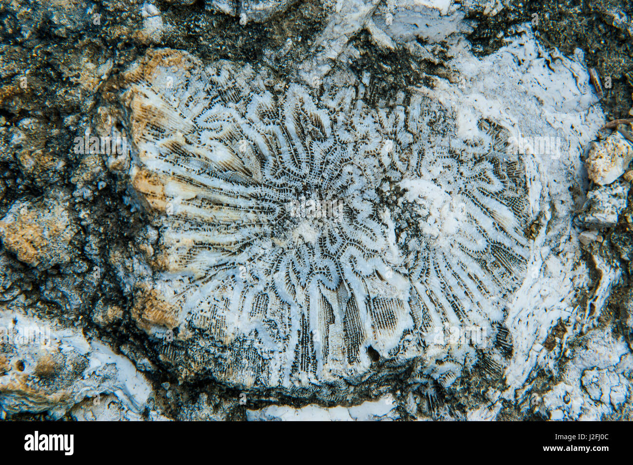 Seashells fossil in the rocks, Ha'apai, Tonga, South Pacific Stock ...