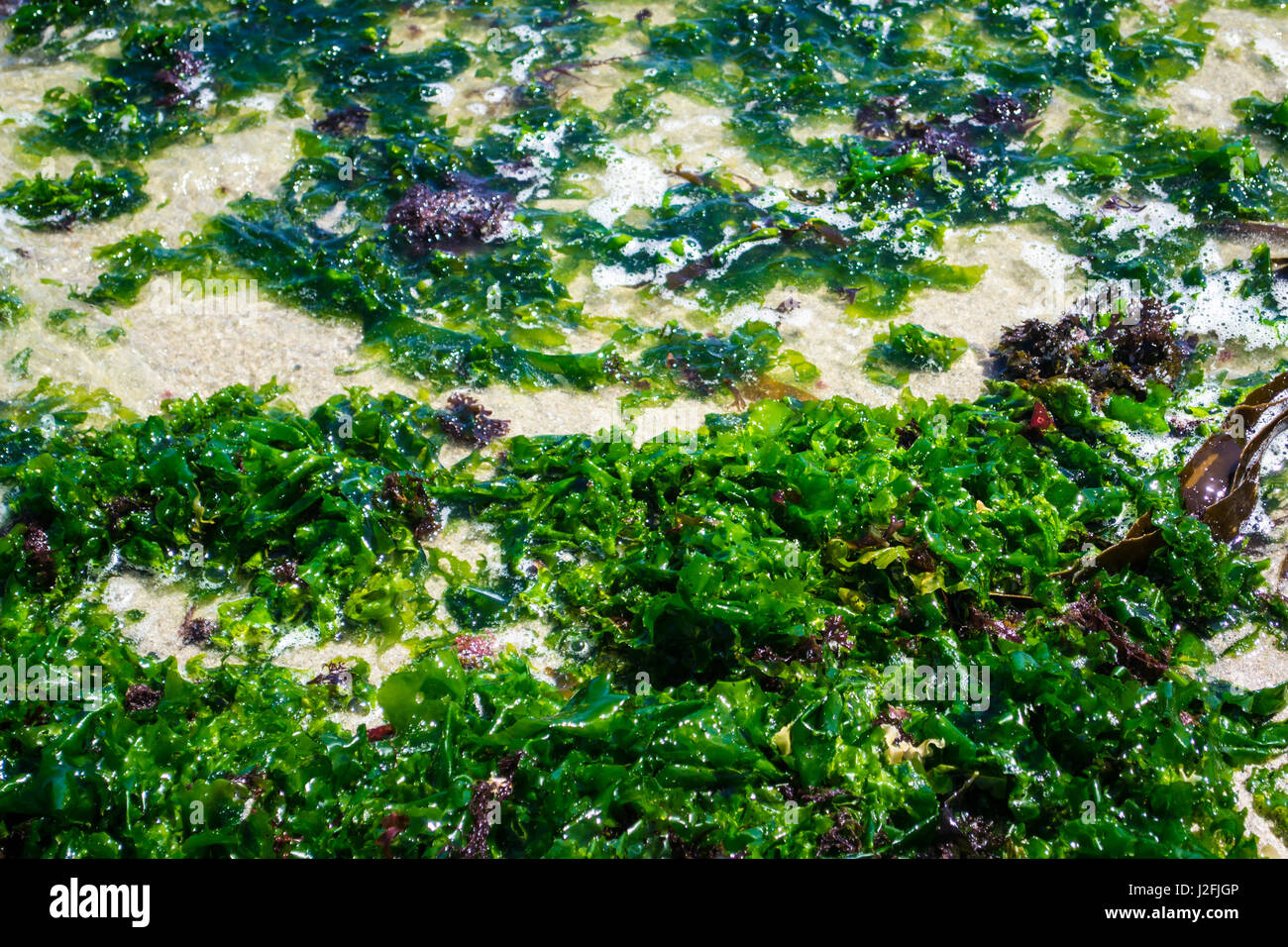 High angle view of wet seaweed Stock Photo - Alamy