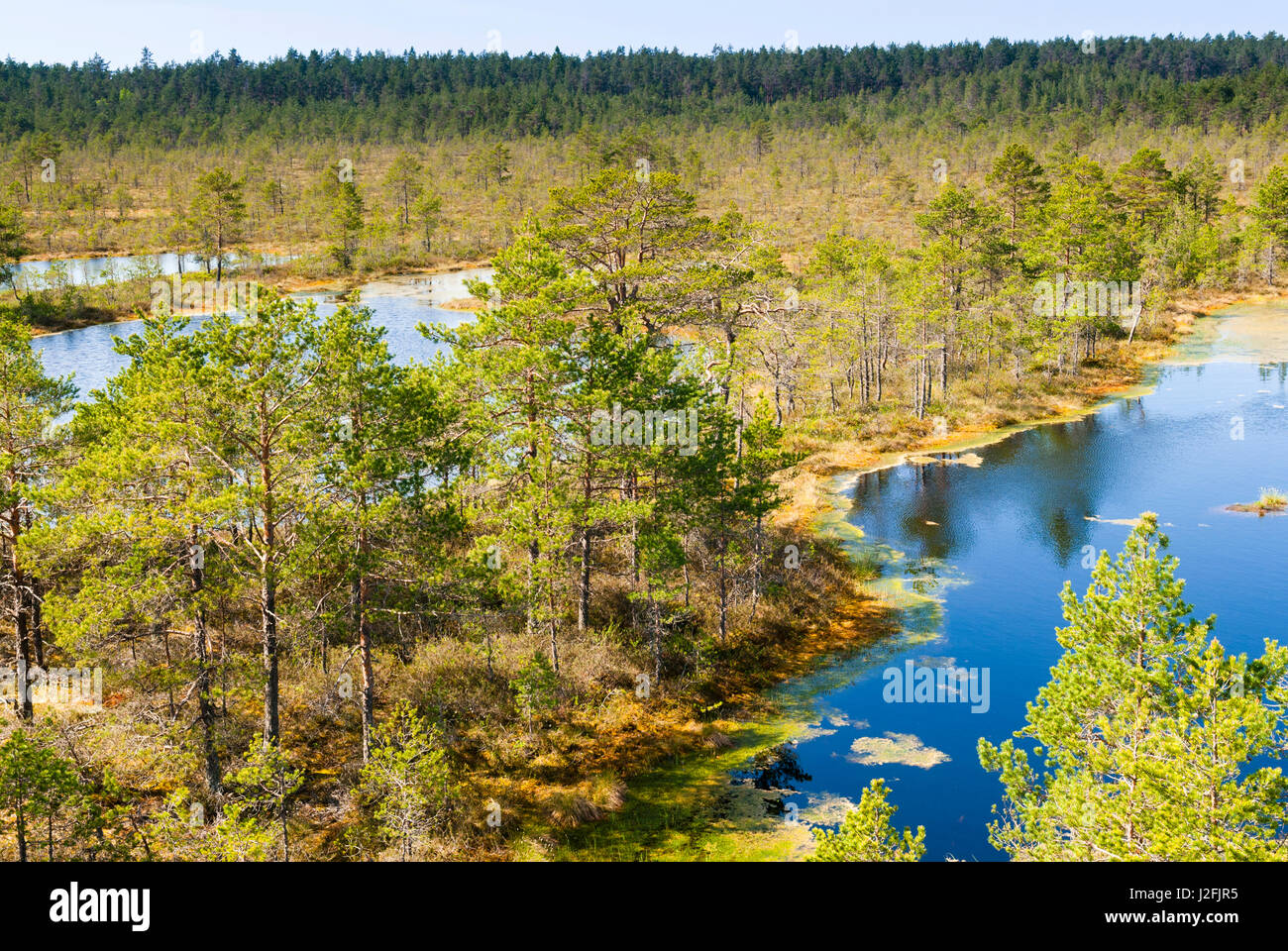 Viru Bog (Viru Raba) peat swamp, Lahemaa National Park, Harjumaa, Laane ...