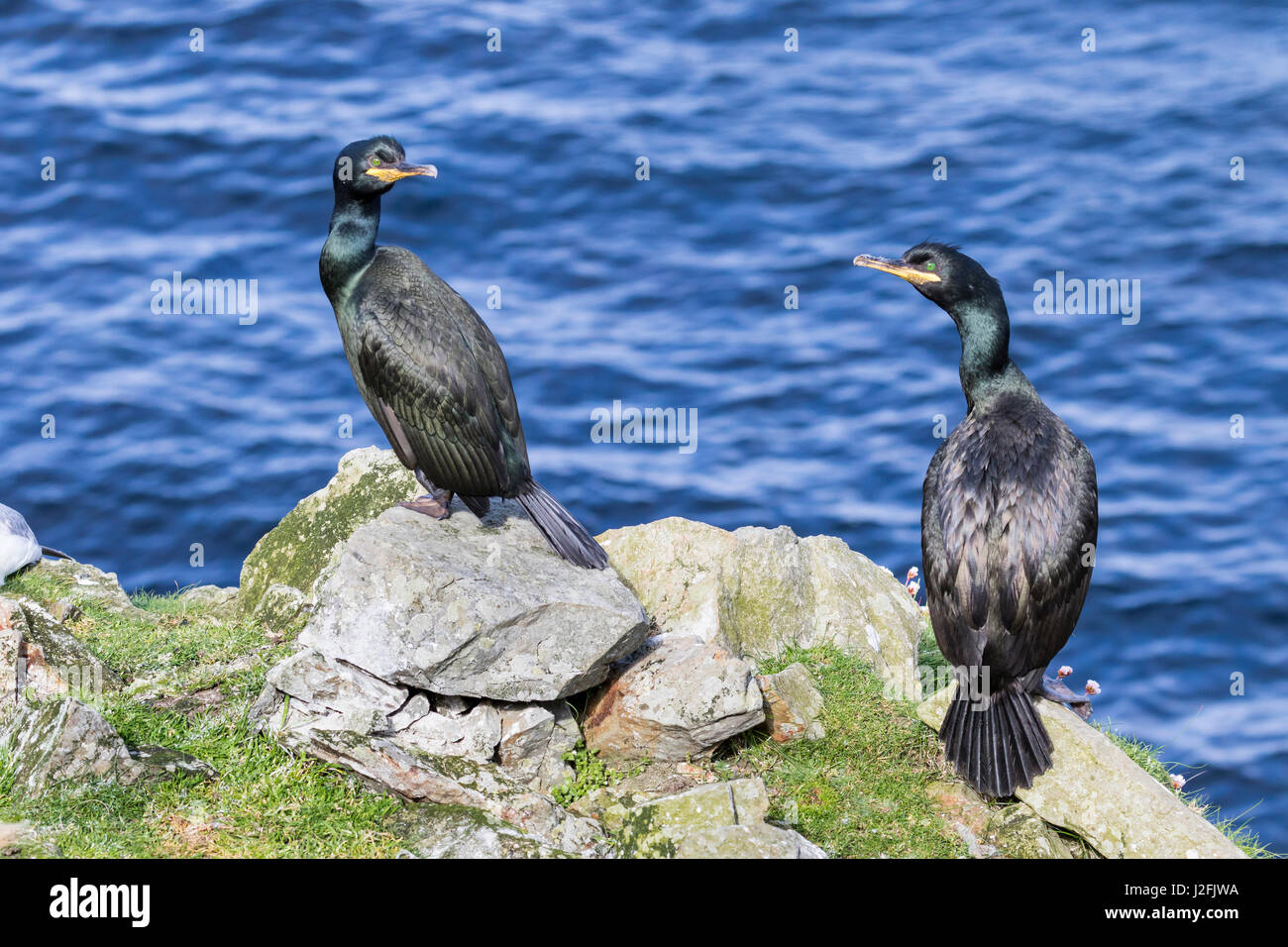 European Shag or Common Shag (Phalacrocorax aristotelis) on the ...