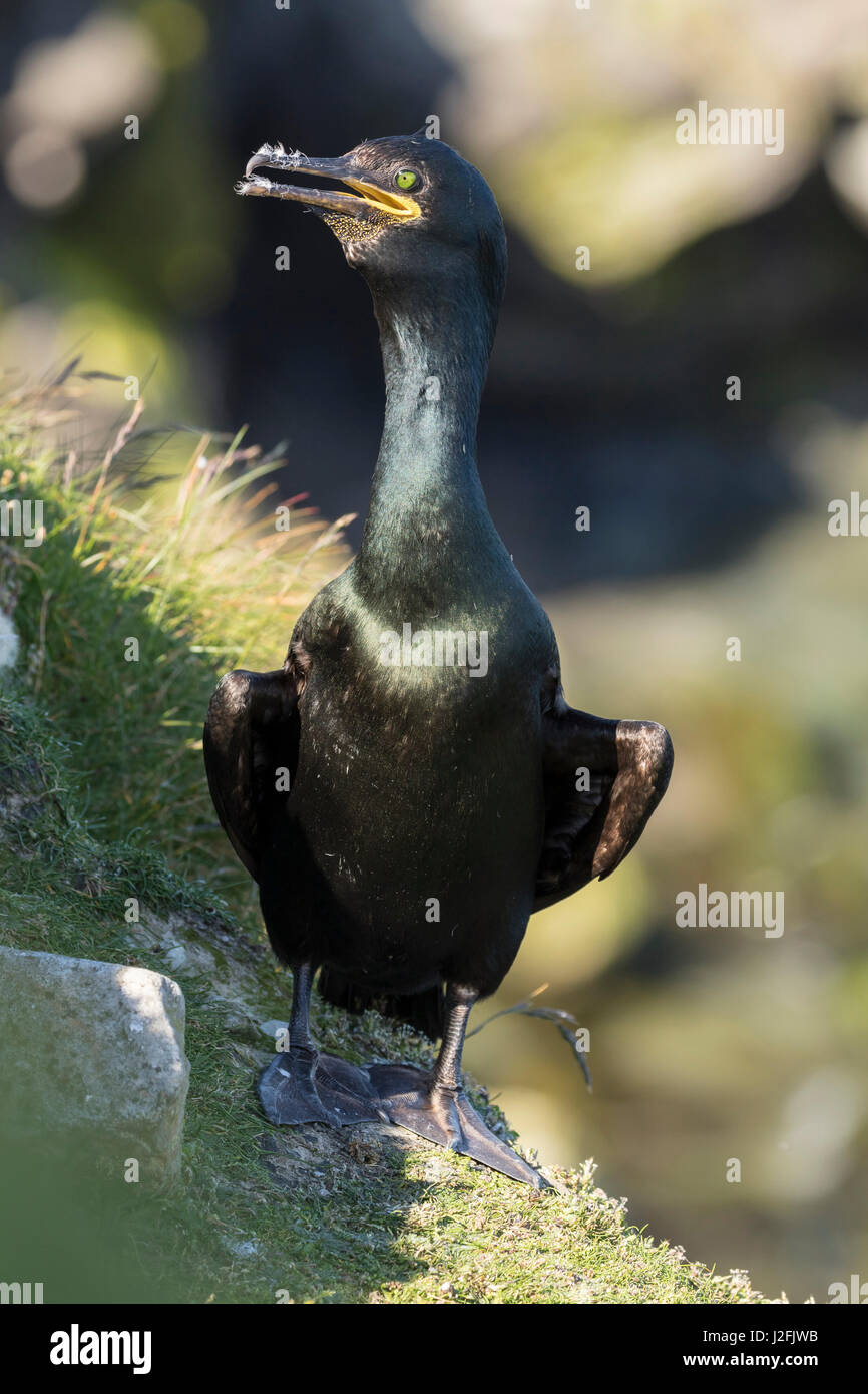 European Shag or Common Shag (Phalacrocorax aristotelis) on the ...