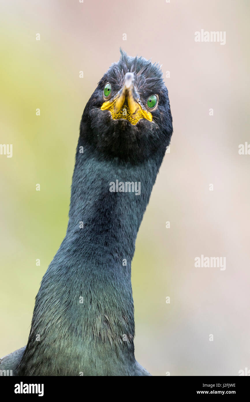 European Shag or Common Shag (Phalacrocorax aristotelis) on the ...
