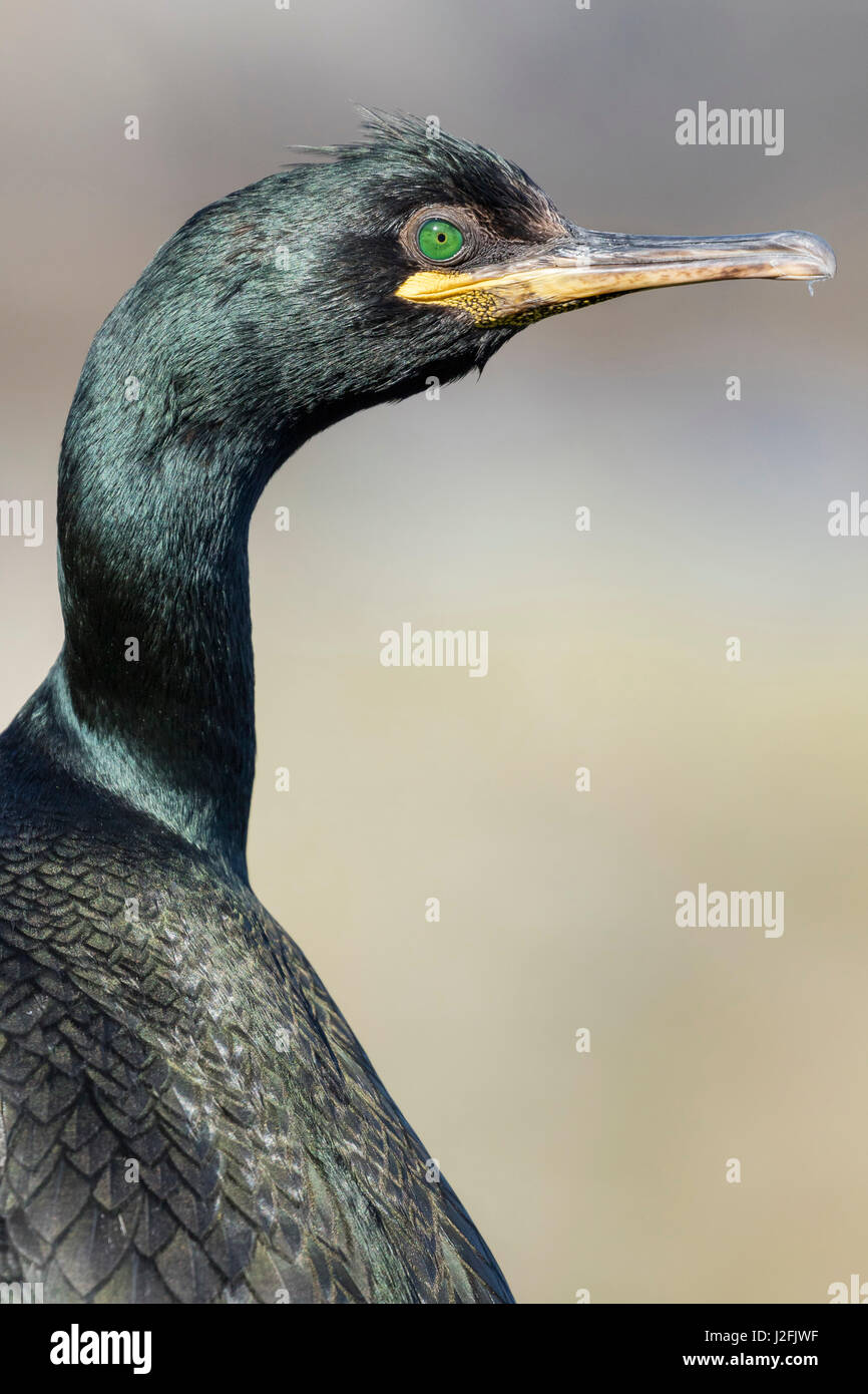 European Shag or Common Shag (Phalacrocorax aristotelis) on the ...