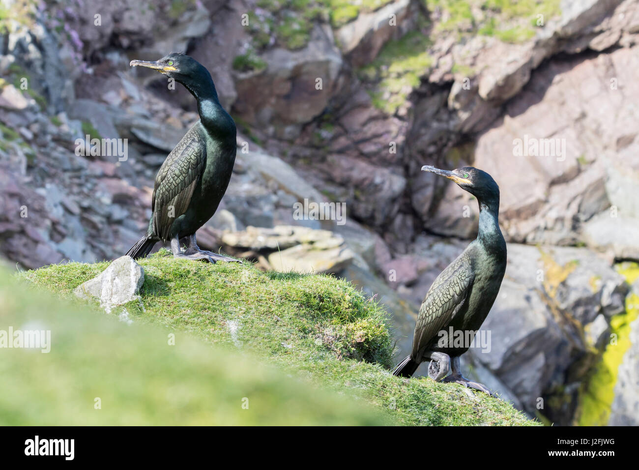 European Shag or Common Shag (Phalacrocorax aristotelis) on the ...