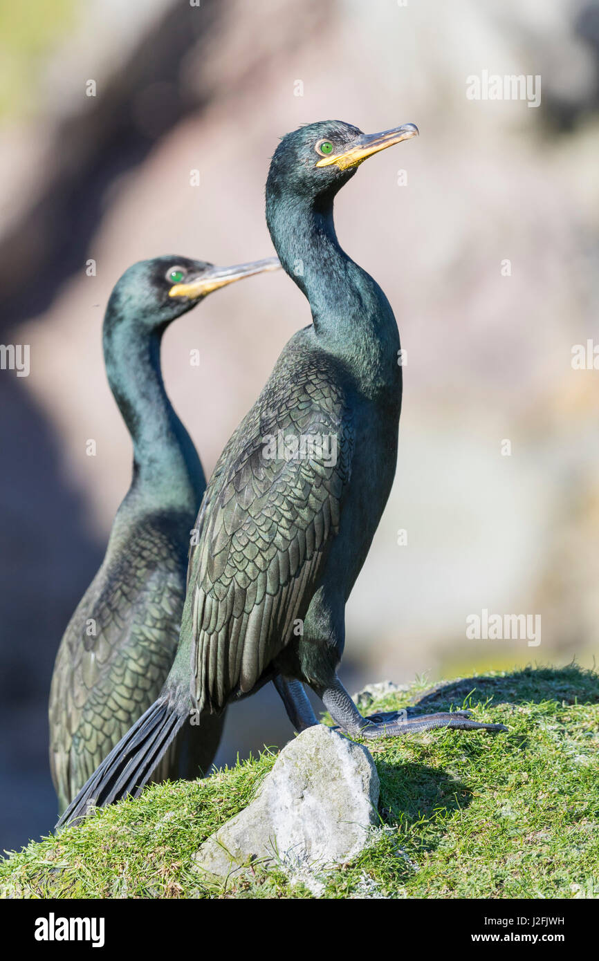 European Shag or Common Shag (Phalacrocorax aristotelis) on the ...