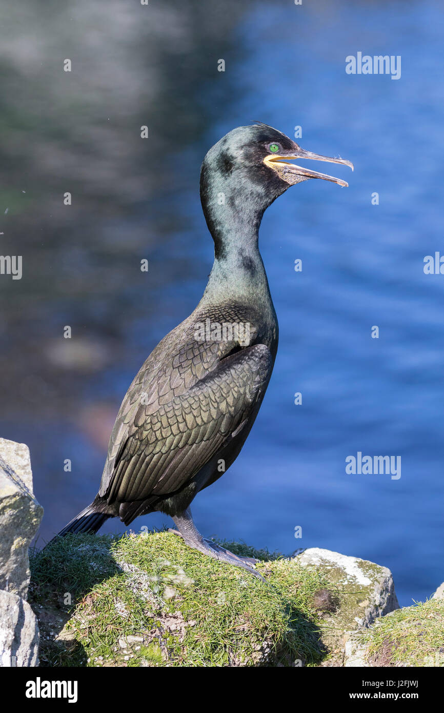 European Shag or Common Shag (Phalacrocorax aristotelis) on the ...