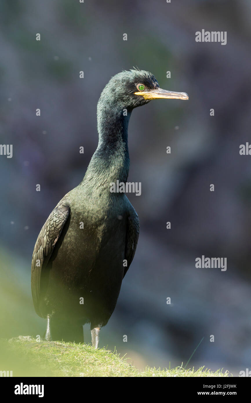 European Shag or Common Shag (Phalacrocorax aristotelis) on the ...