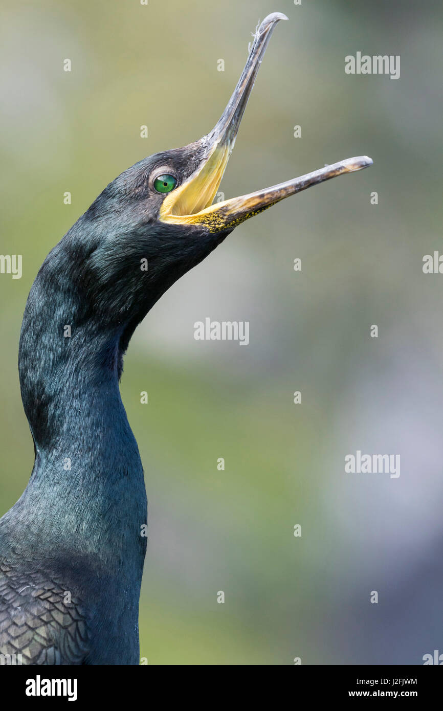 European Shag or Common Shag (Phalacrocorax aristotelis) on the ...