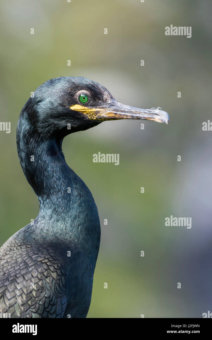 European Shag or Common Shag (Phalacrocorax aristotelis) on the ...