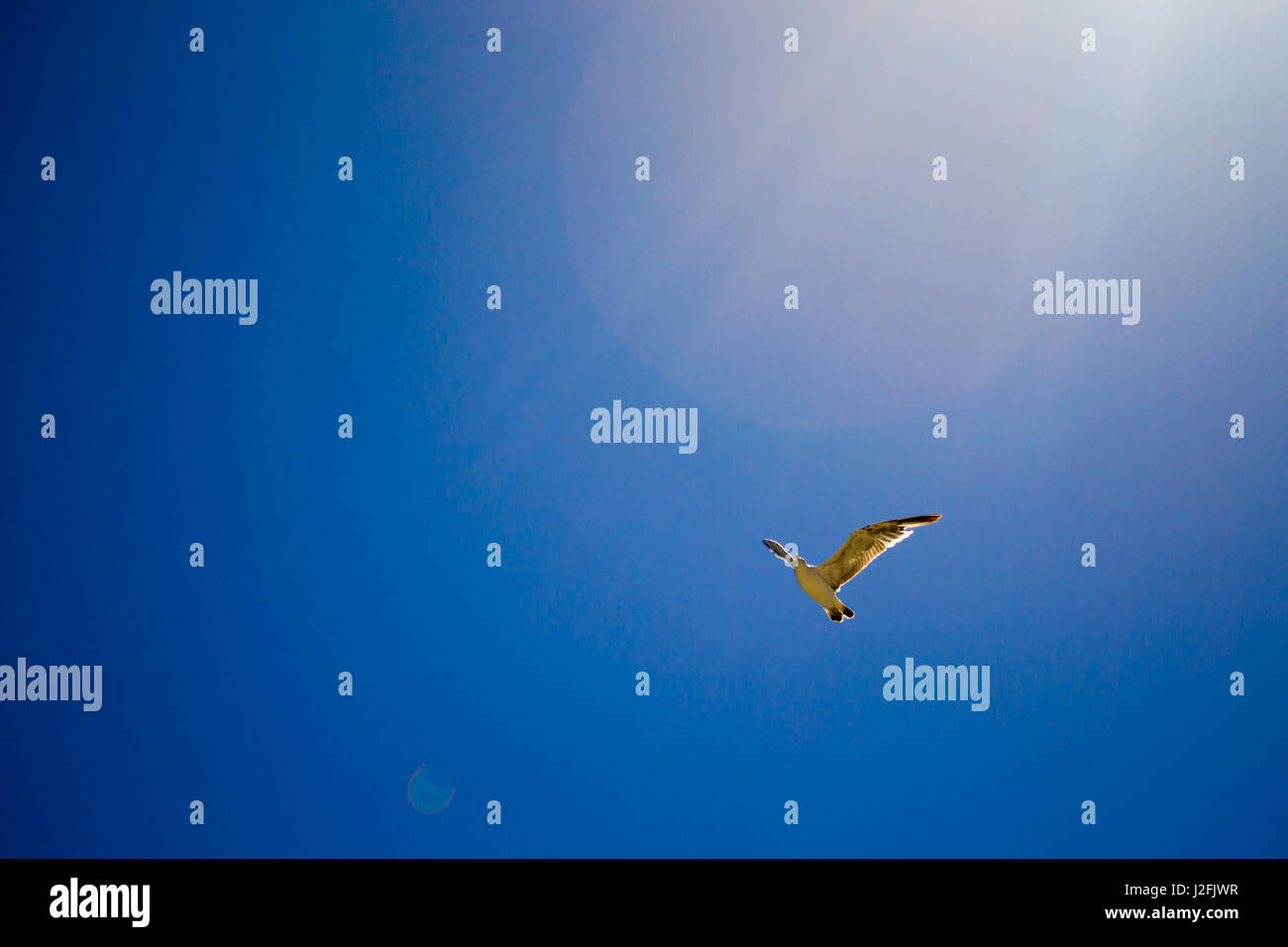 Low angle view of bird flying the blue sky Stock Photo - Alamy