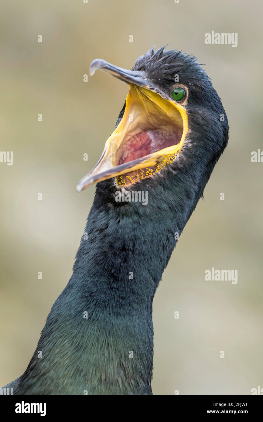 European Shag or Common Shag (Phalacrocorax aristotelis) on the ...
