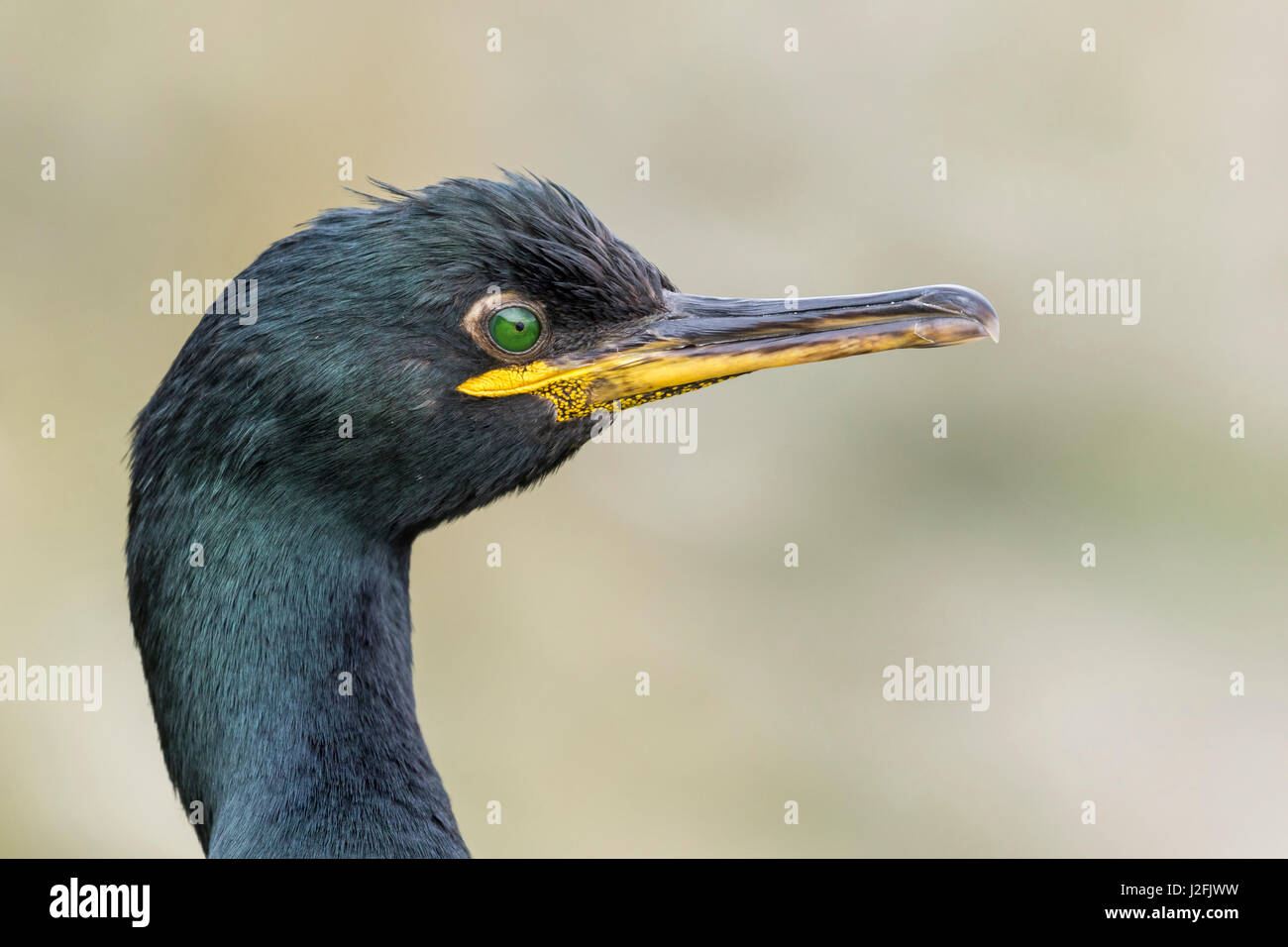 European Shag or Common Shag (Phalacrocorax aristotelis) on the ...