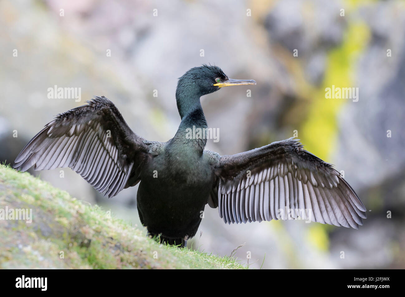 European Shag or Common Shag (Phalacrocorax aristotelis) on the ...
