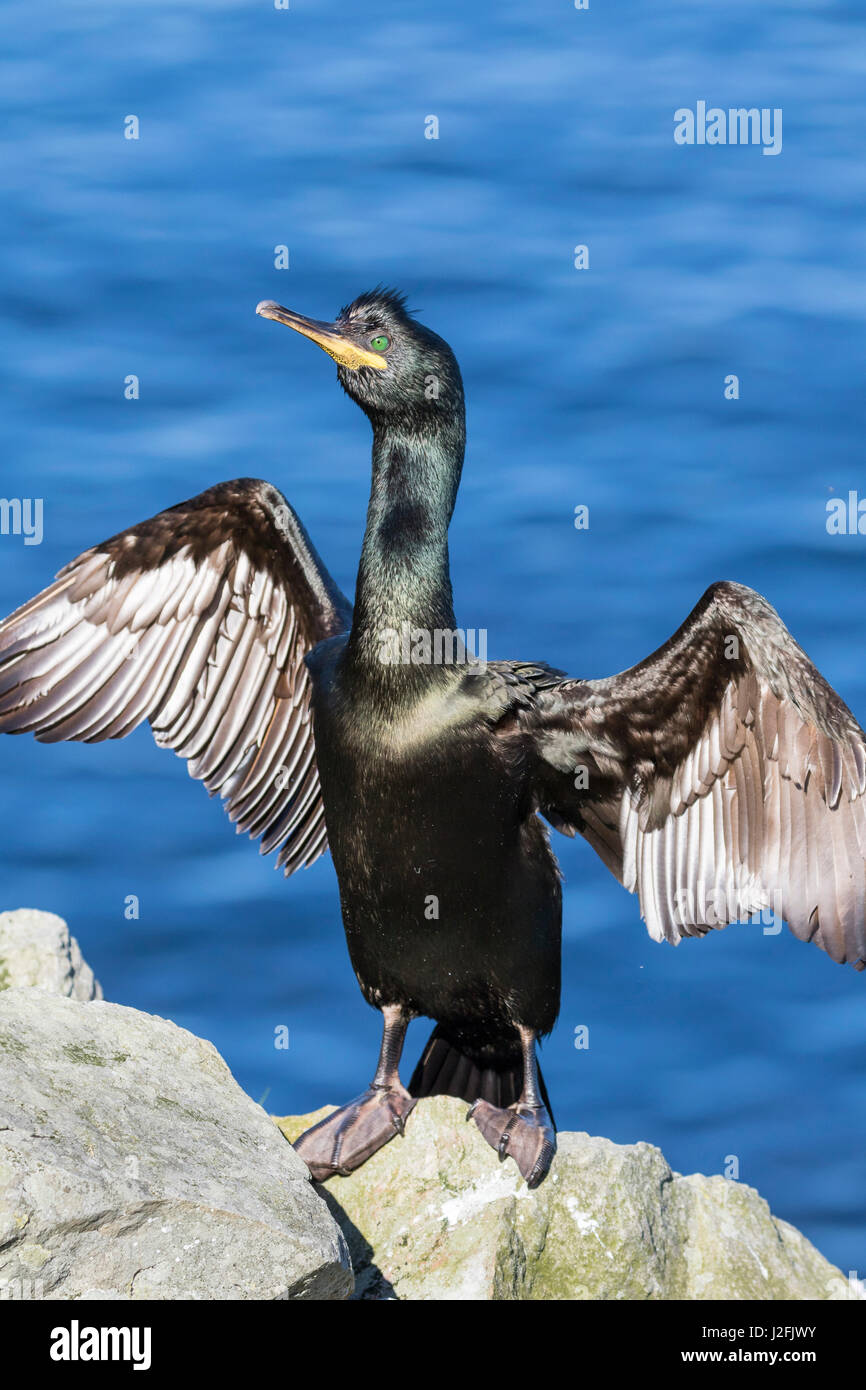 European Shag or Common Shag (Phalacrocorax aristotelis) on the ...