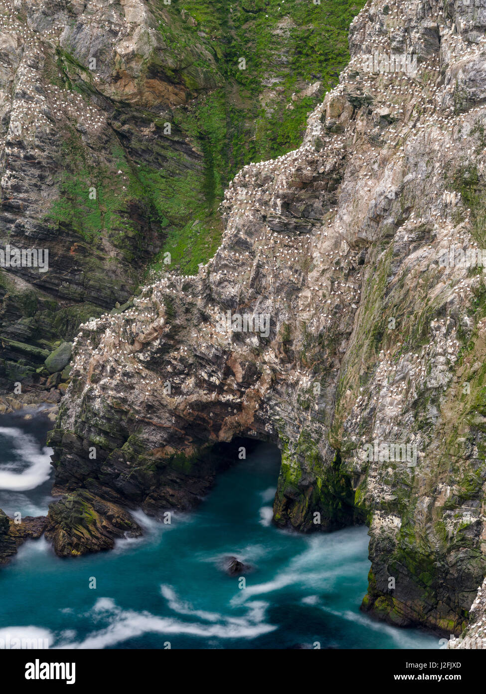Hermaness National Nature Reserve on the island Unst. Colony of ...