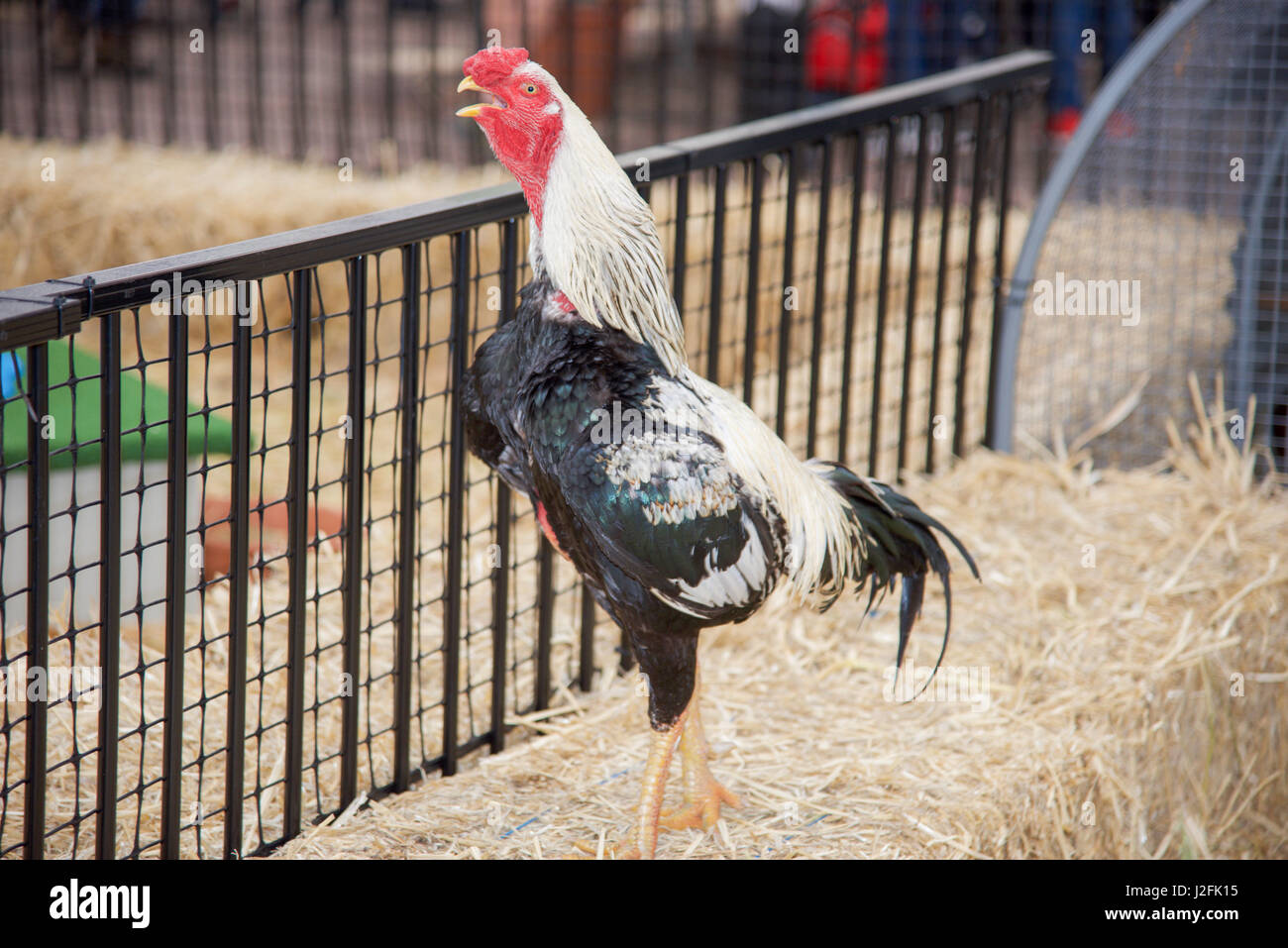 Dorking chicken hi-res stock photography and images - Alamy
