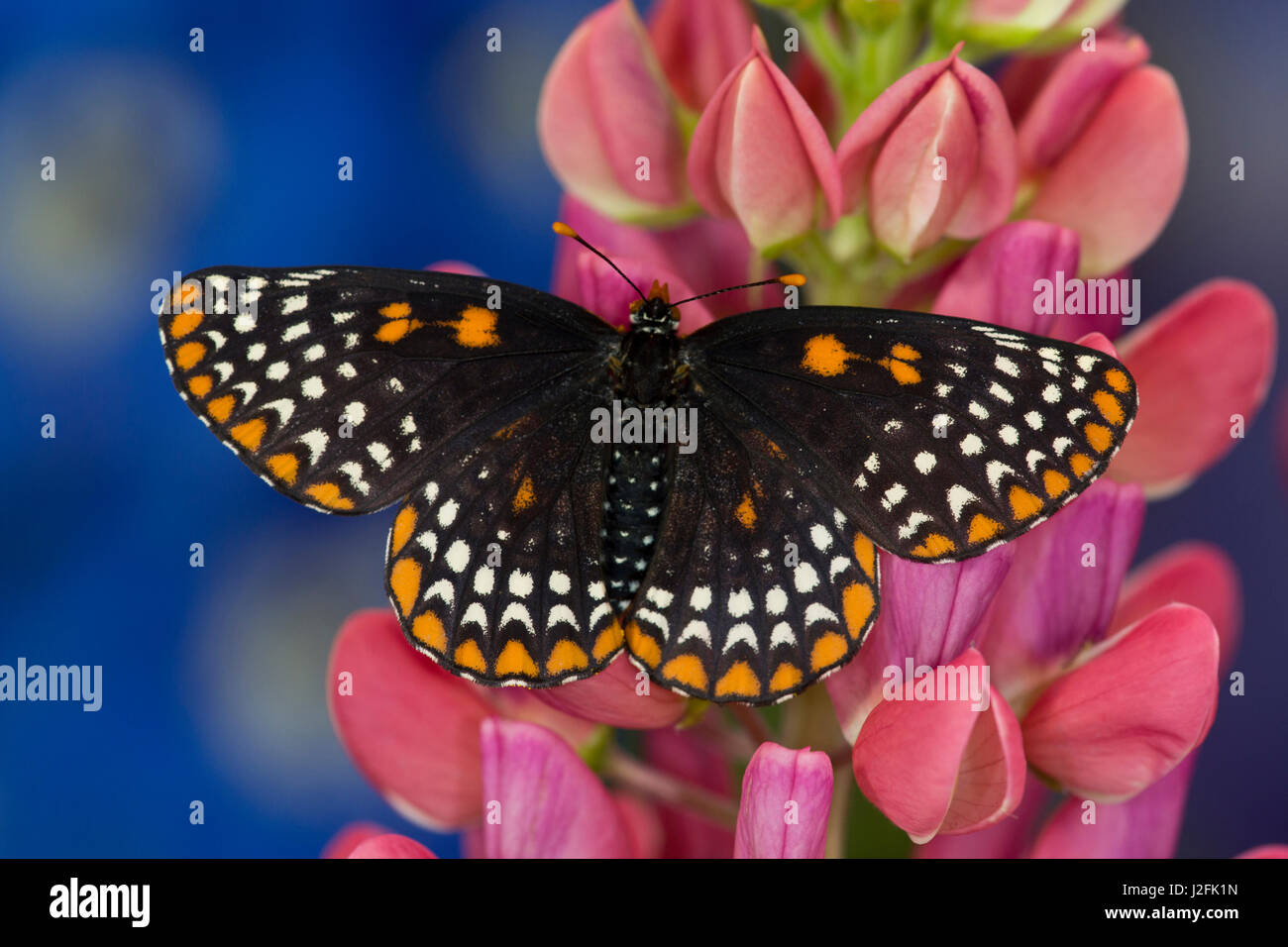 Colorful Baltimore Checkered Spot Butterfly, Euphydryas phaeton Stock ...