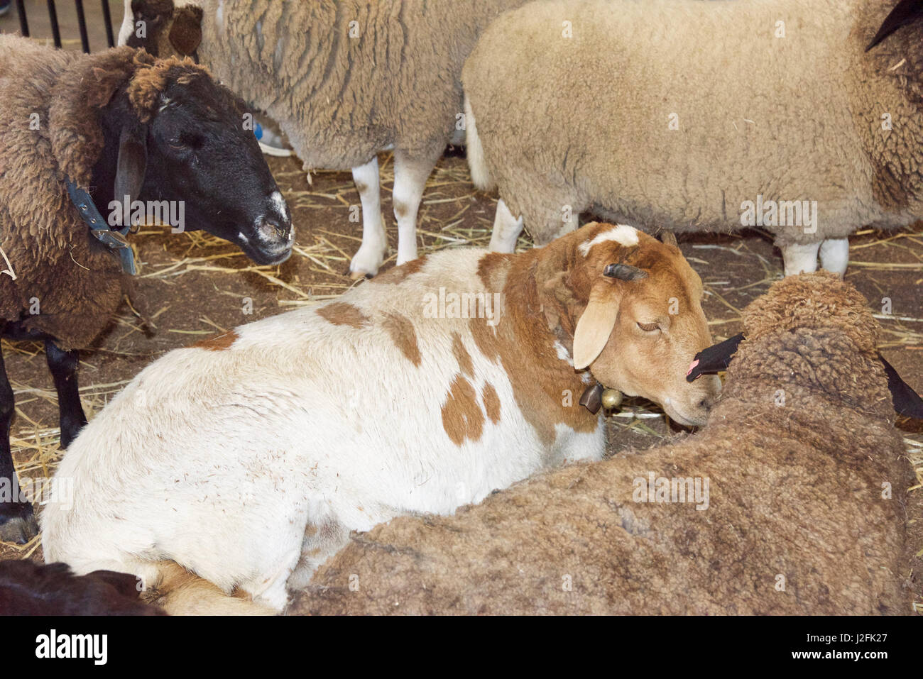 Group of sheep on pen floor resting in Western Australia Stock Photo ...