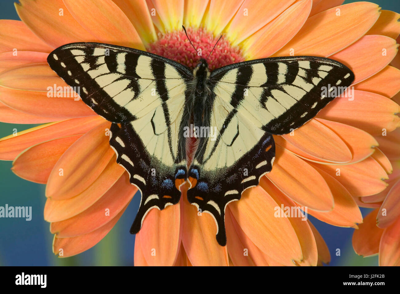 Male Canadian Tiger Swallowtail butterfly, Papilio canadensis Stock ...