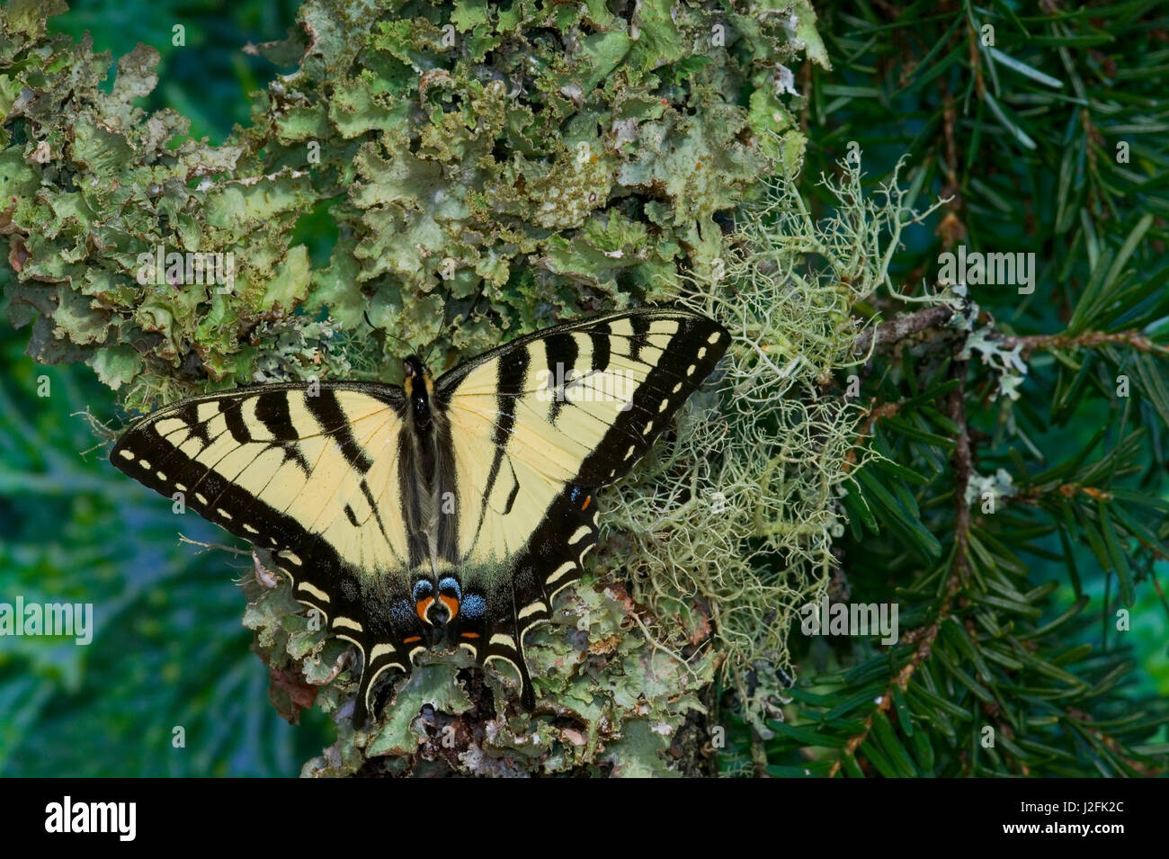 Male Canadian Tiger Swallowtail butterfly, Papilio canadensis Stock ...