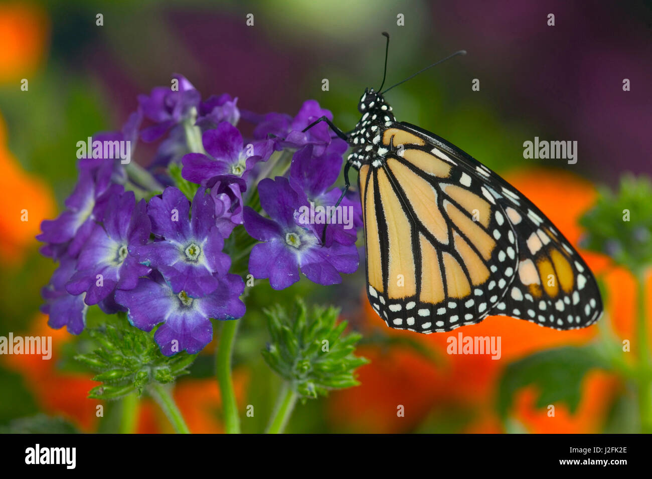 Monarch Butterfly, Danaus plexippus Stock Photo - Alamy