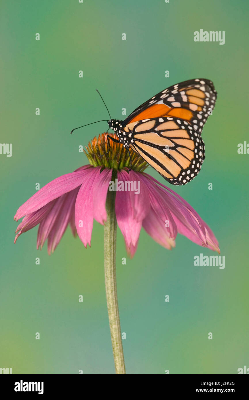 Monarch Butterfly, Danaus plexippus Stock Photo - Alamy