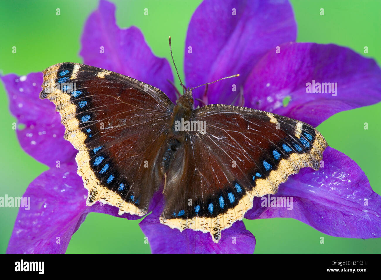 Mourning Cloak Butterfly, Nymphalis antiopa Stock Photo - Alamy