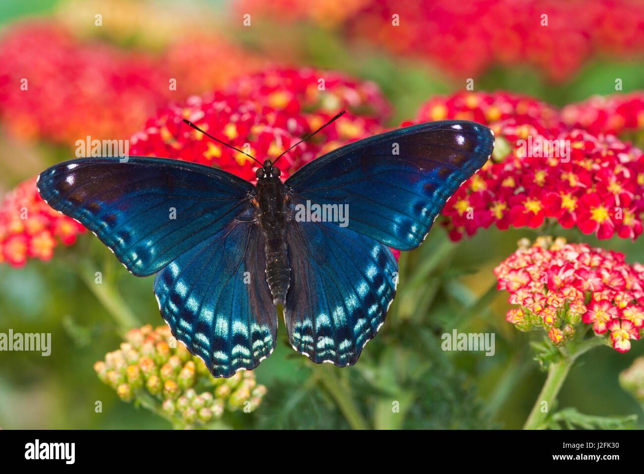 Red Spotted Purple Butterfly, Limenitis astyanax Stock Photo - Alamy