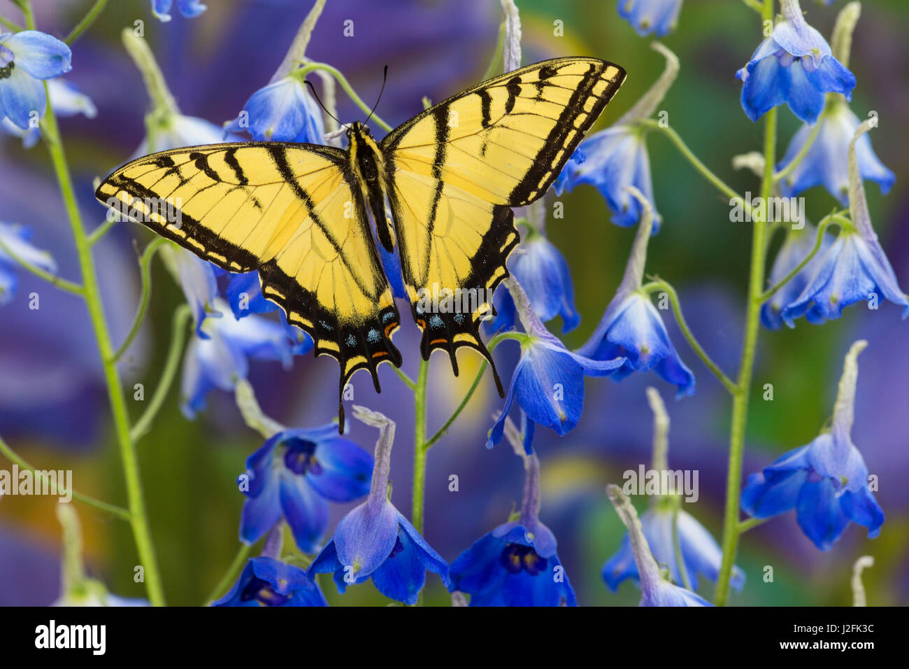 Two-tailed Swallowtail Butterfly, Papilio multicaudatus Stock Photo - Alamy