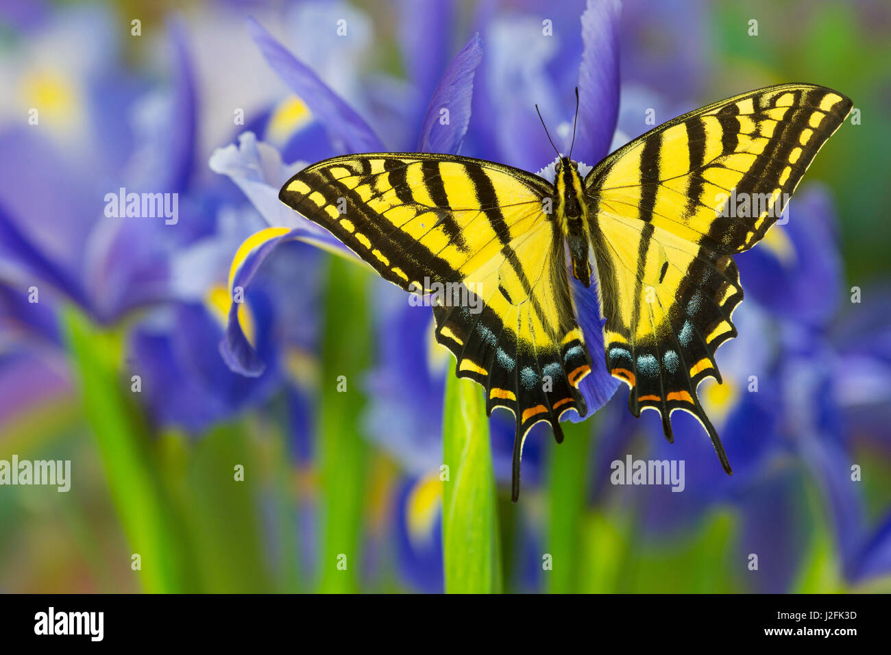 Two-tailed Swallowtail Butterfly, Papilio multicaudatus Stock Photo - Alamy